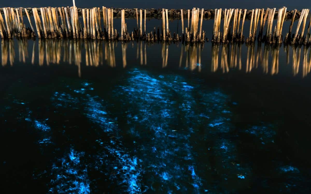 Playas con bioluminiscencia en España: mares que brillan de día y de noche